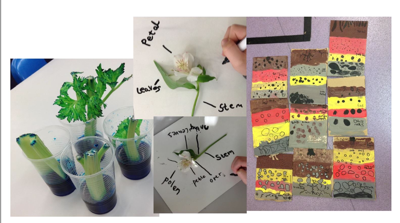 year 3 science 2 | Burnham on Crouch Primary School