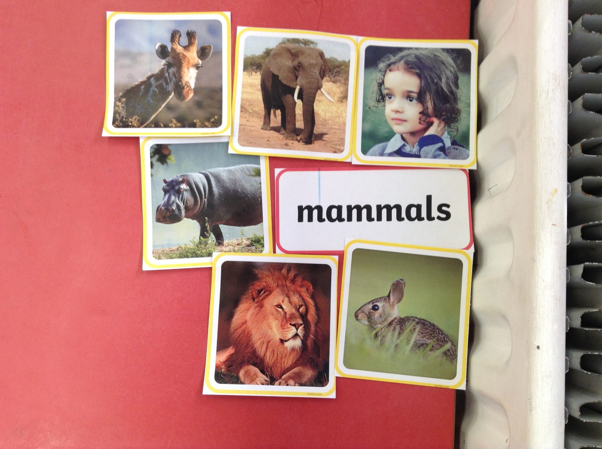 Year 1 Science- Animal Classifications | Burnham on Crouch Primary School