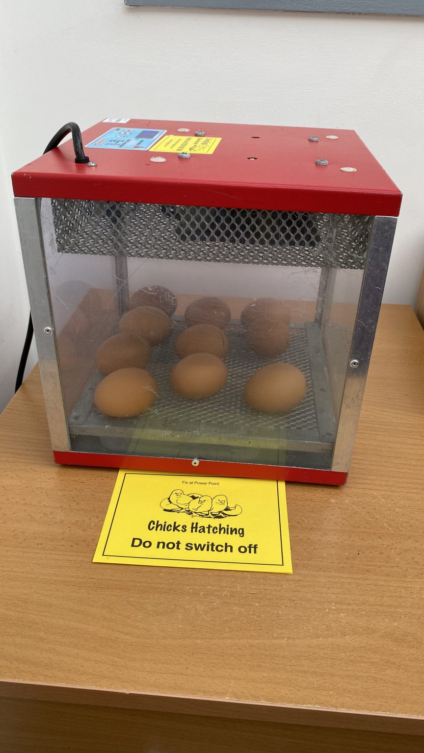 Science – Living Eggs Project | Burnham on Crouch Primary School